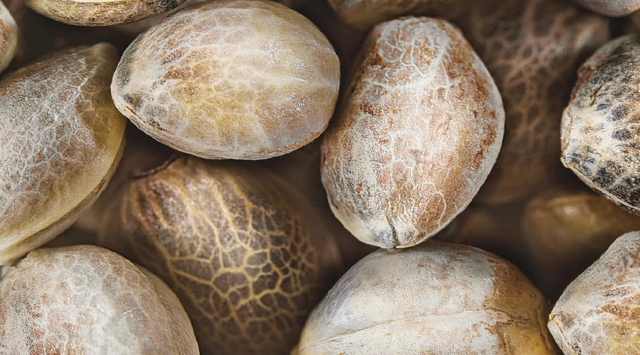 What is Seed Feminization? | Gorilla Grow Tent