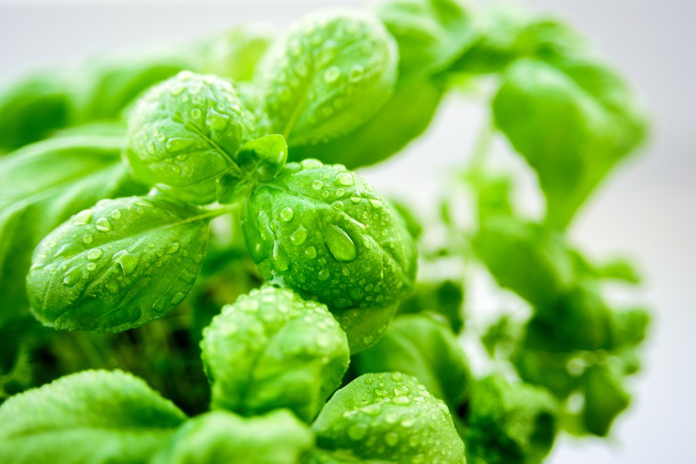 How to Grow Basil Indoors for Fresh Herbs Year-Round