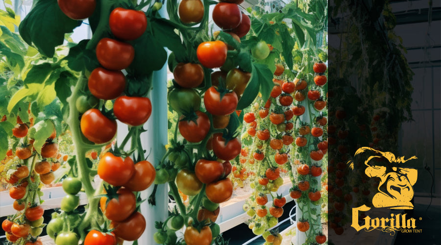 Hydroponic Tomatoes - High Yield & Quality