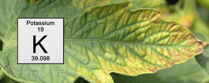 Potassium for Plants - Essential Nutrients for Growth