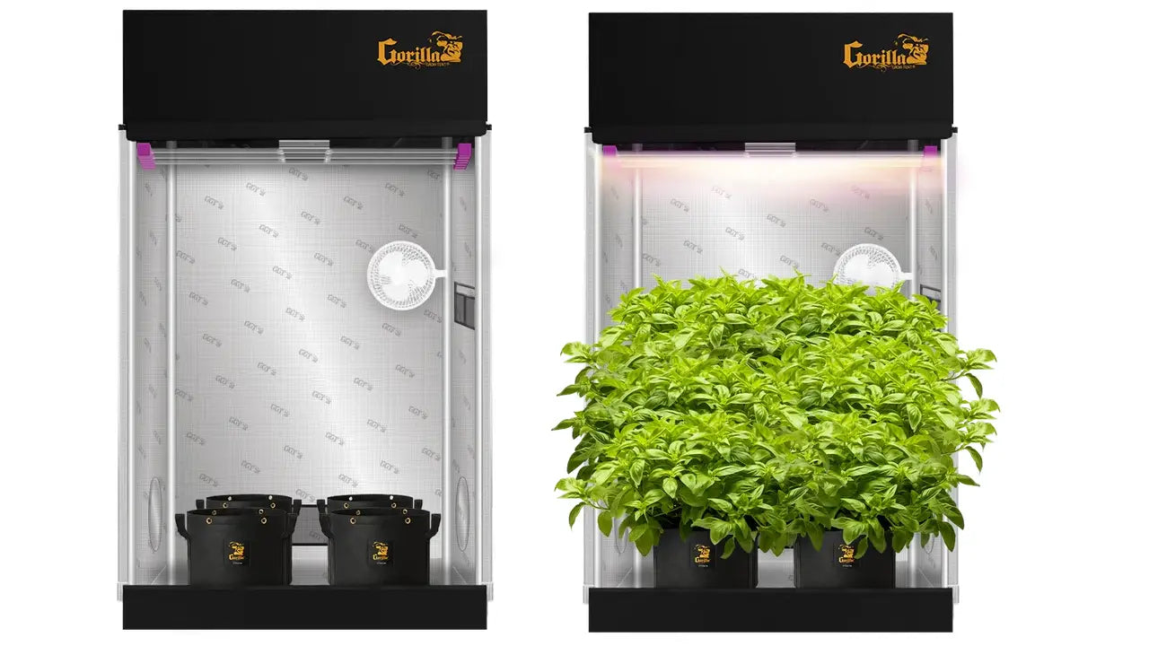 Best Grow Tent and Light Setup | Why Choose Gorilla?