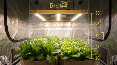 LED Grow Light Distance Chart: Optimal Height for Every Xi Model & Gro