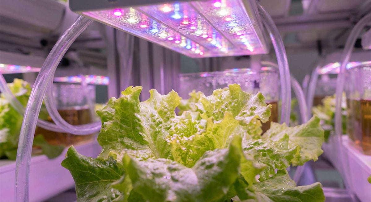 Lettuce Grow Lights: Complete Guide to Indoor Leafy Greens (2026)
